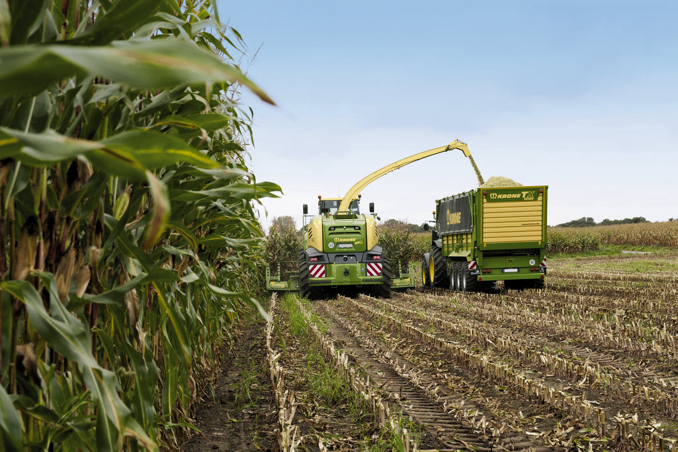 Maize Seed Mixtures | Green Farm Seeds