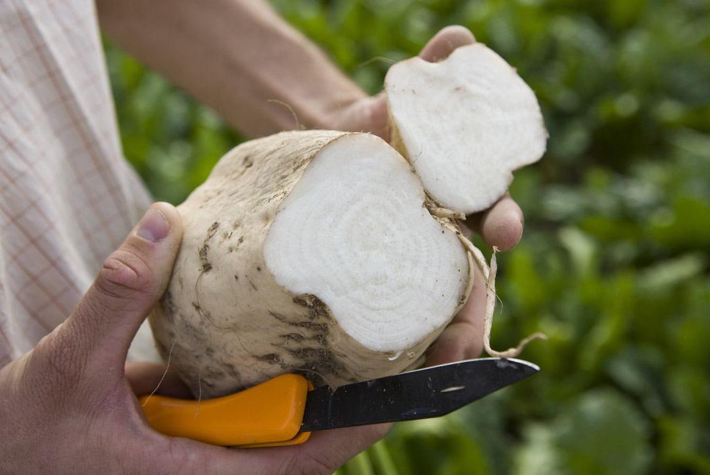 Root Seed | Green Farm Seeds