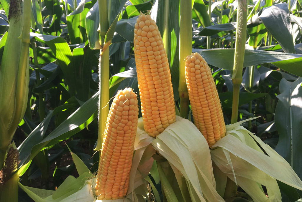 Maize Seed | Green Farm Seeds