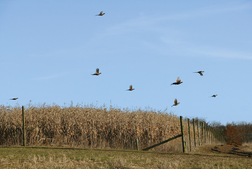 Game Cover & Stewardship | Green Farm Seeds