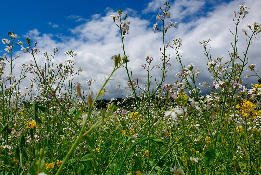 Catch & Cover Crops | Green Farm Seeds